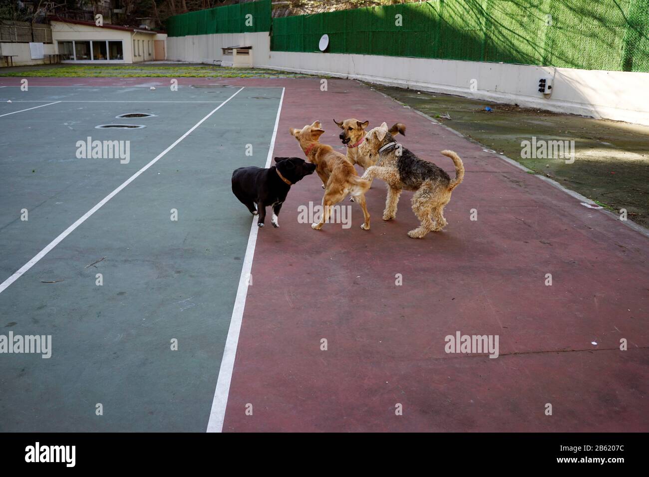 Dogs playing in the park Stock Photo - Alamy