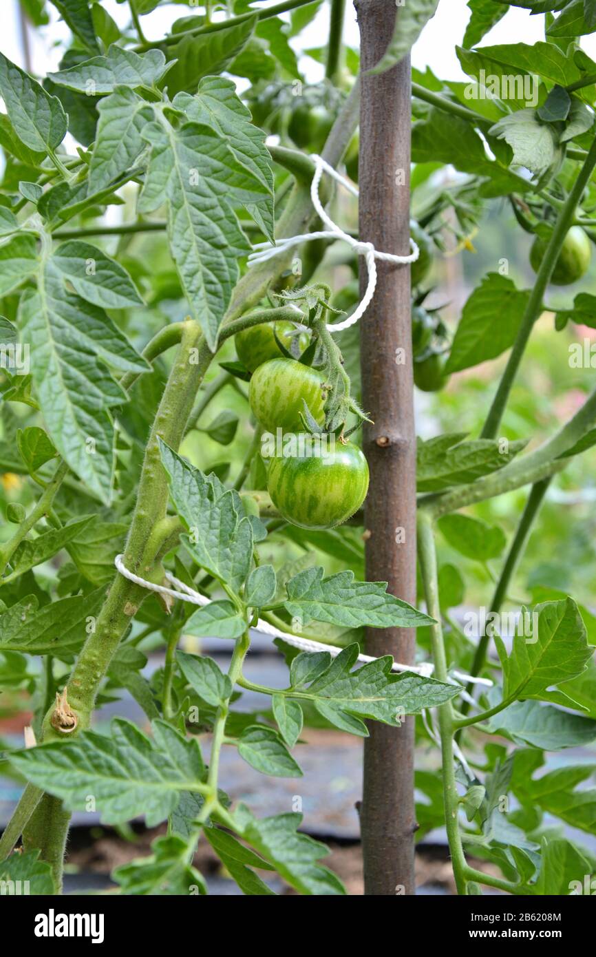 Tomato plant with green striped fruit growing in vegetable garden Stock ...