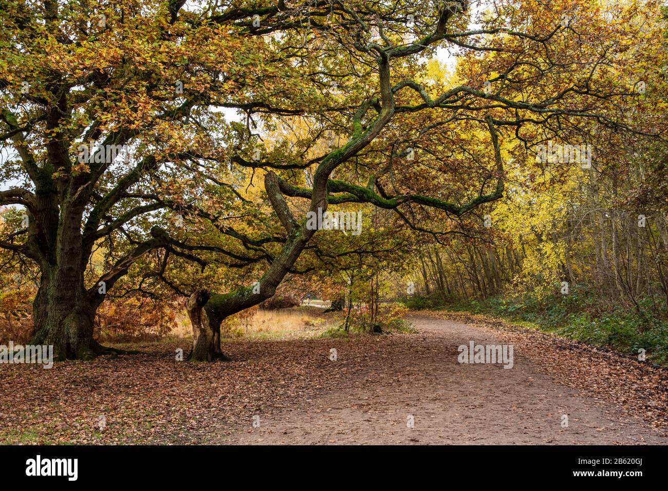 London wimbledon common hi-res stock photography and images - Alamy