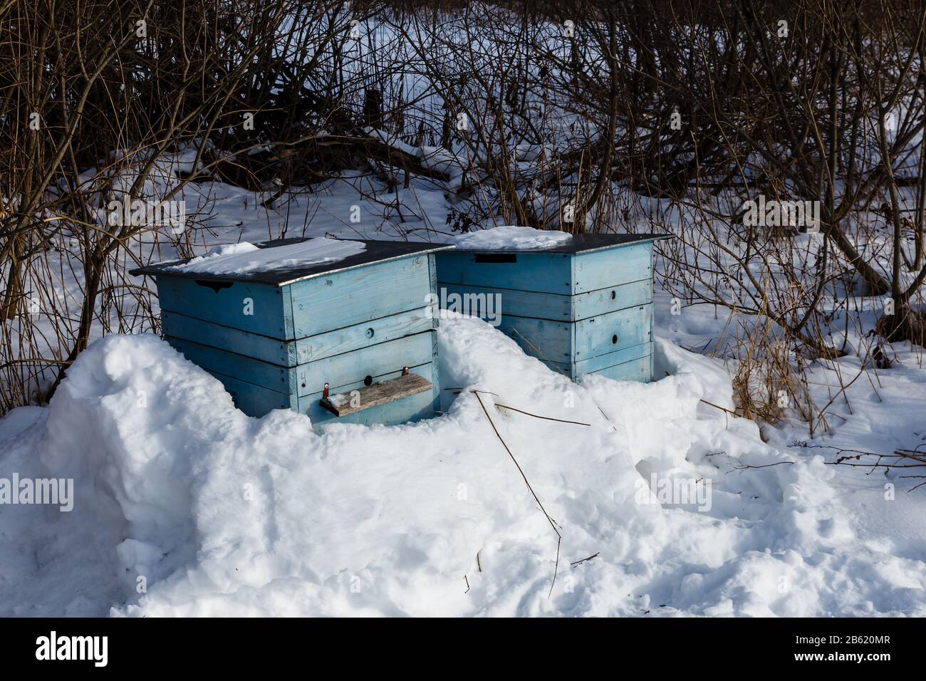 two blue bee hives covered with snow in the forest Stock Photo - Alamy