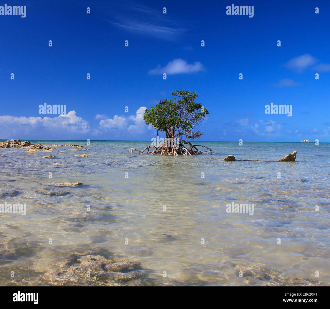 Mangrove tree in shallow water of ocean. Eleuthera island, Bahamas ...