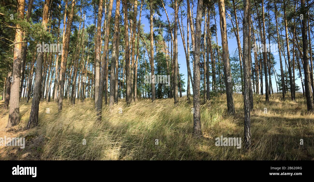 Splendid pine forest panoramic image - pine trees and high grass lit by ...