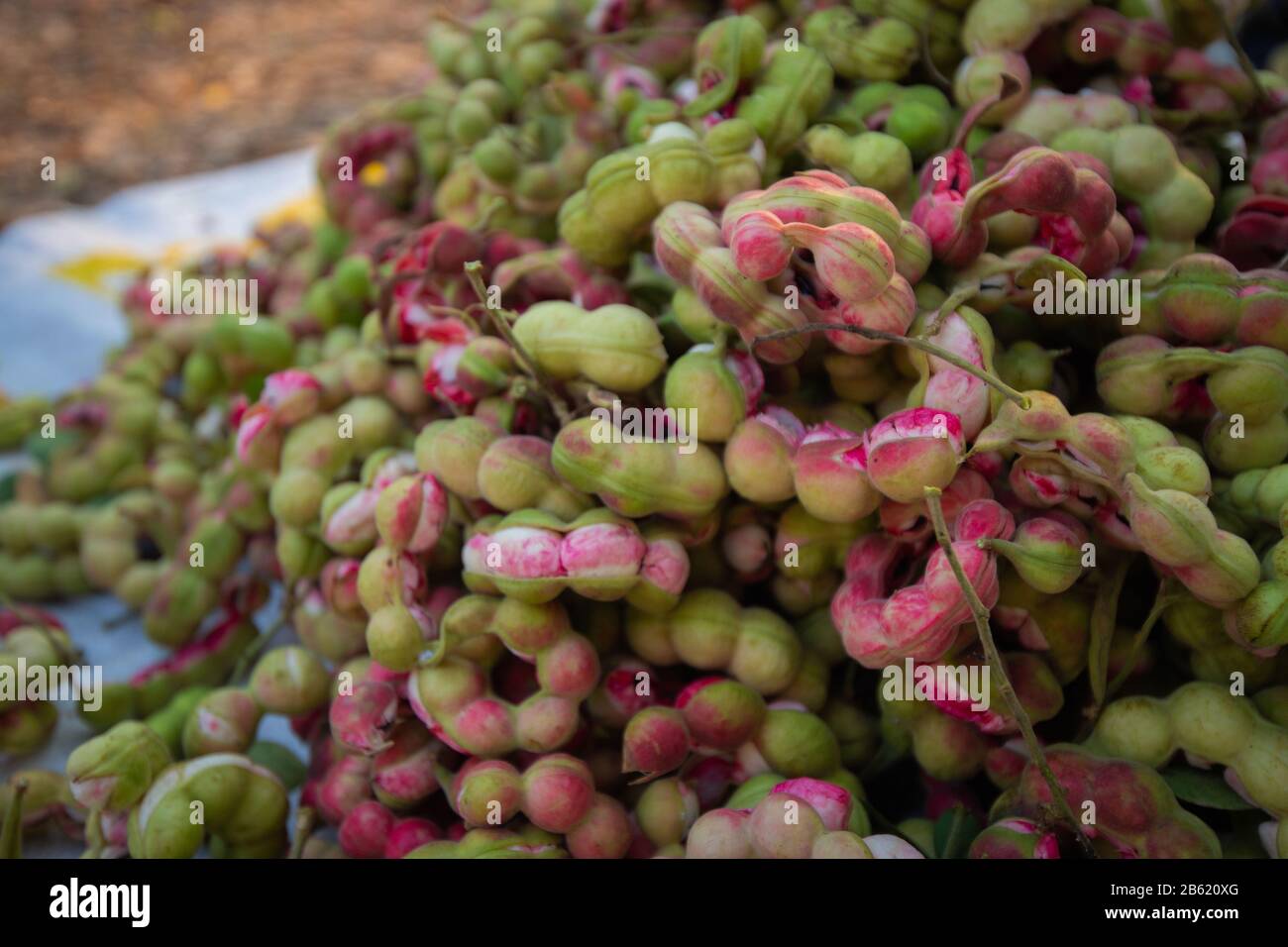 Ratchaburi, Thailand. 1st Mar, 2020. A view of ripe harvested ...