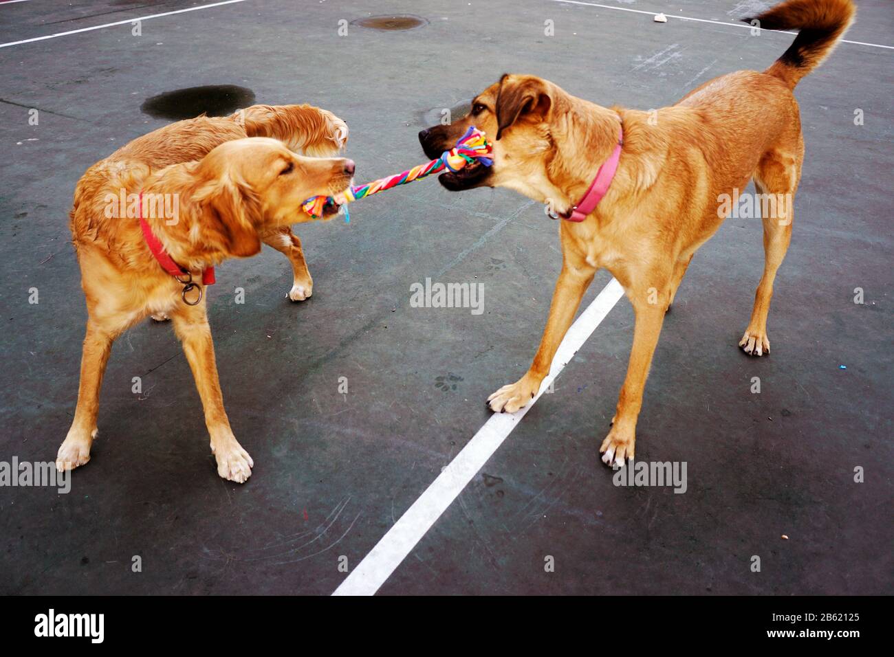 Dogs playing in the park Stock Photo - Alamy