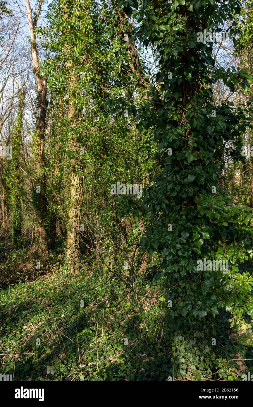 English Ivy hedera helix covering dead and decaying trees in English ...