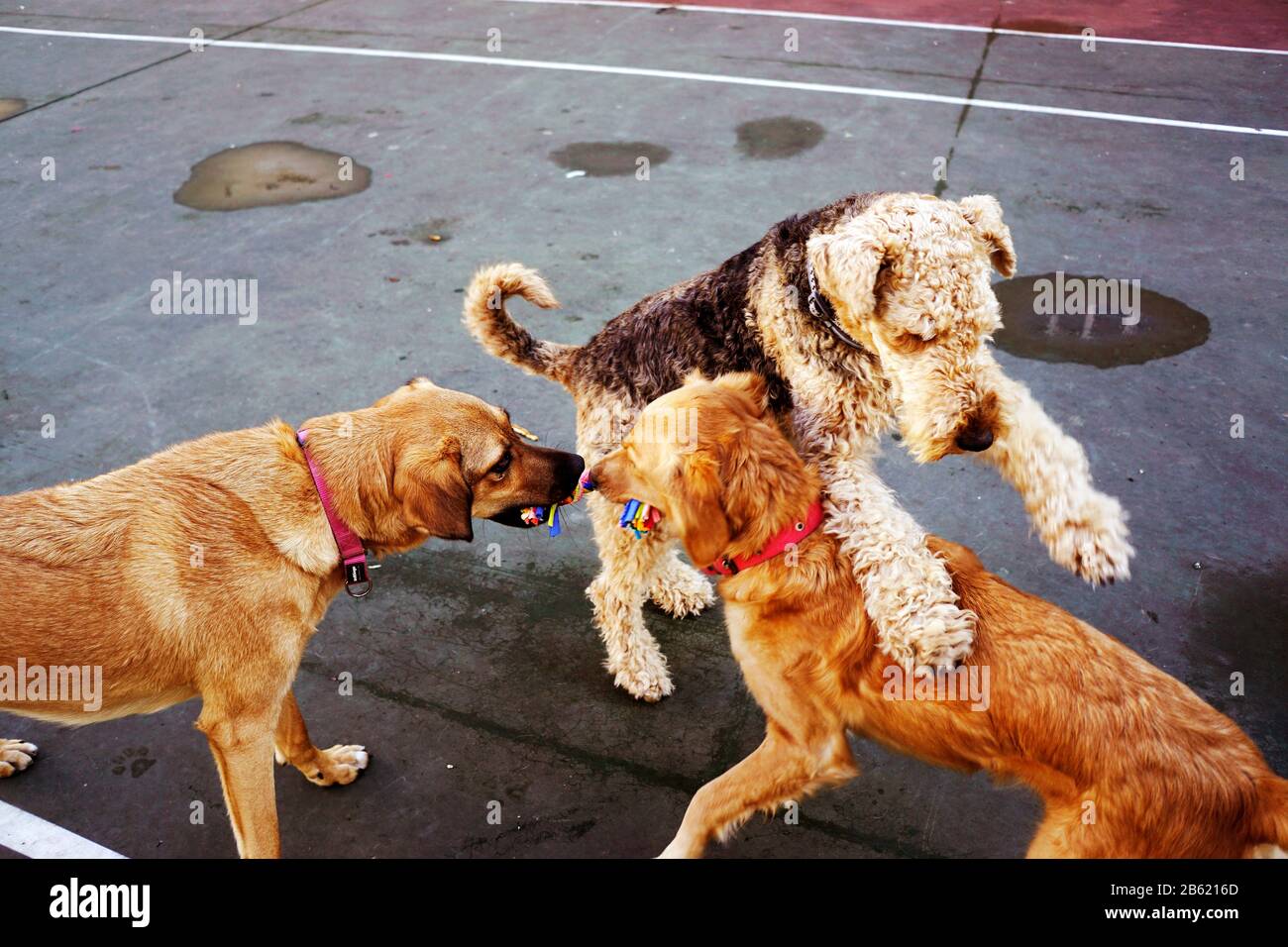 Dogs playing in the park Stock Photo - Alamy