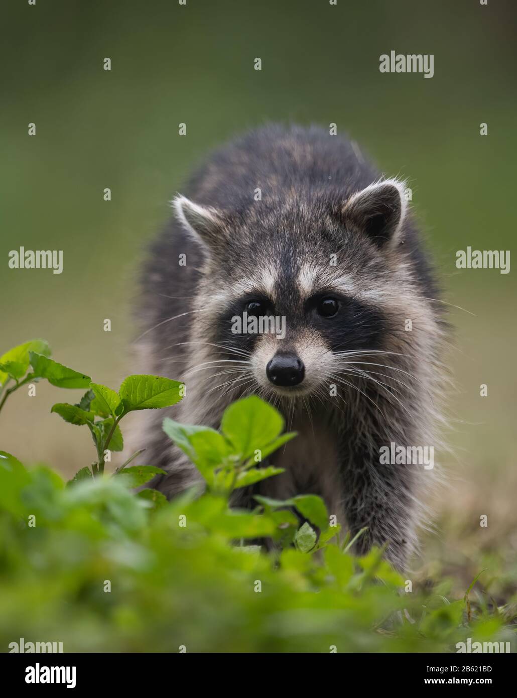 A Raccoon in Florida Stock Photo - Alamy