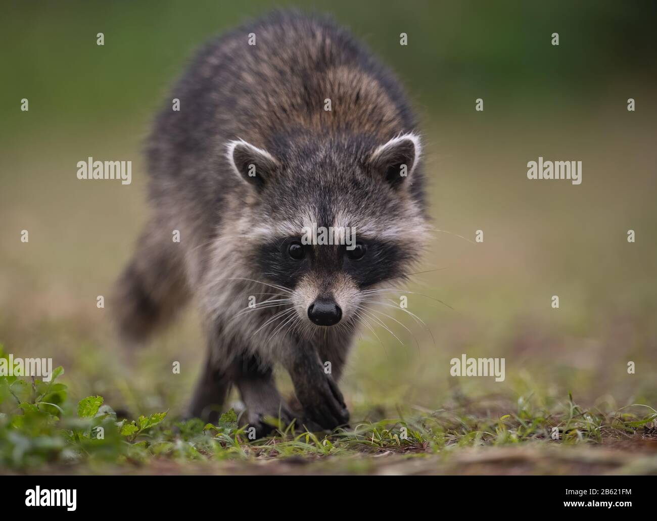 Male raccoon hi-res stock photography and images - Alamy