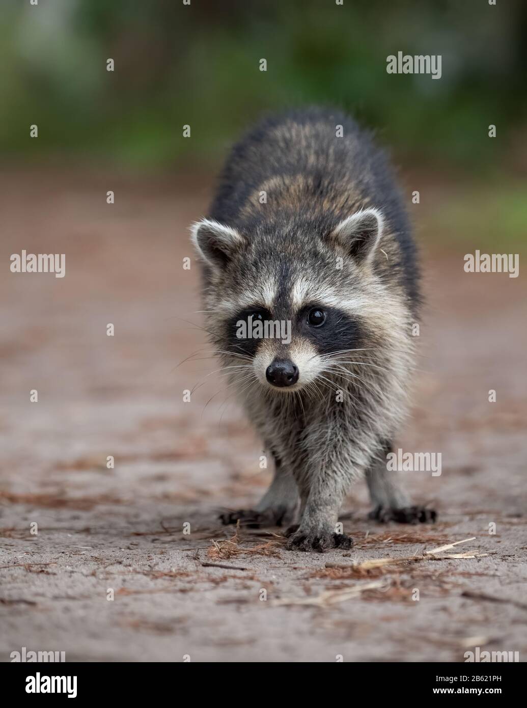 A Raccoon in Florida Stock Photo - Alamy