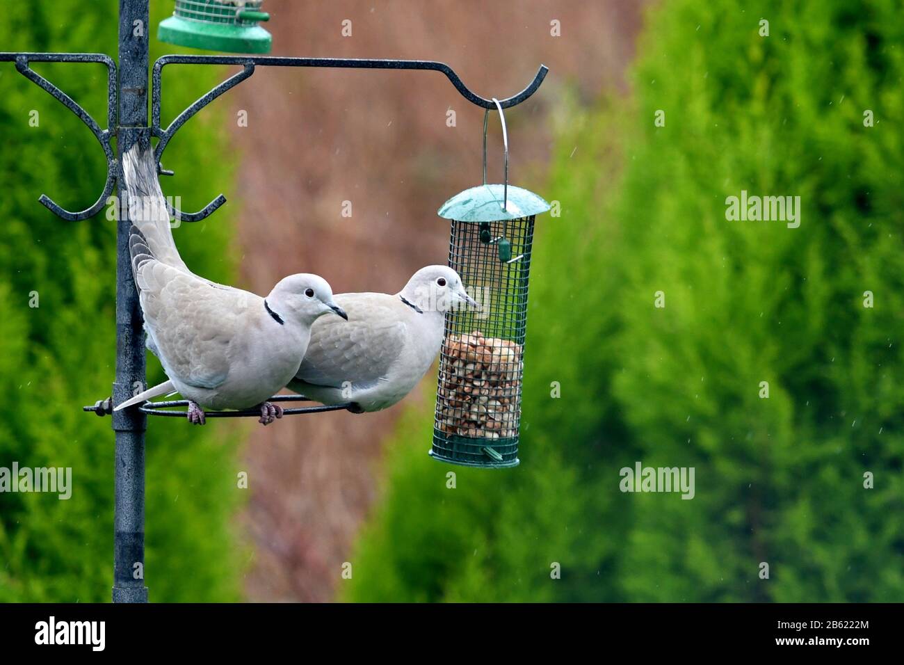Two Collared Doves High Resolution Stock Photography and Images - Alamy