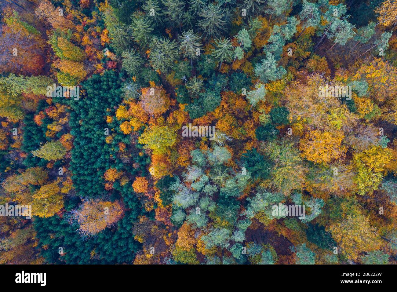 Aerial top down view of autumn forest with green and yellow trees ...