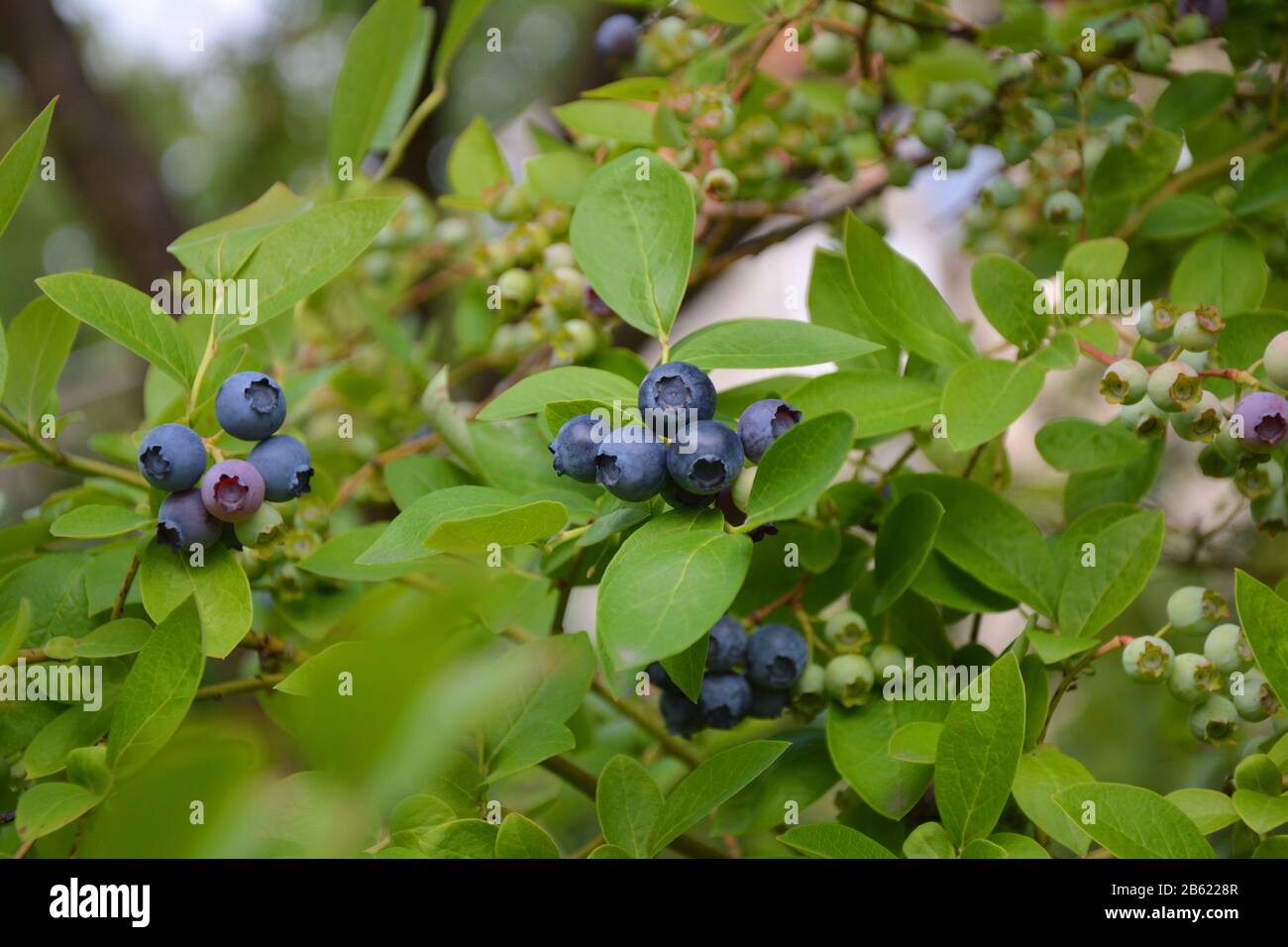 Highbush blueberry plant hi-res stock photography and images - Alamy
