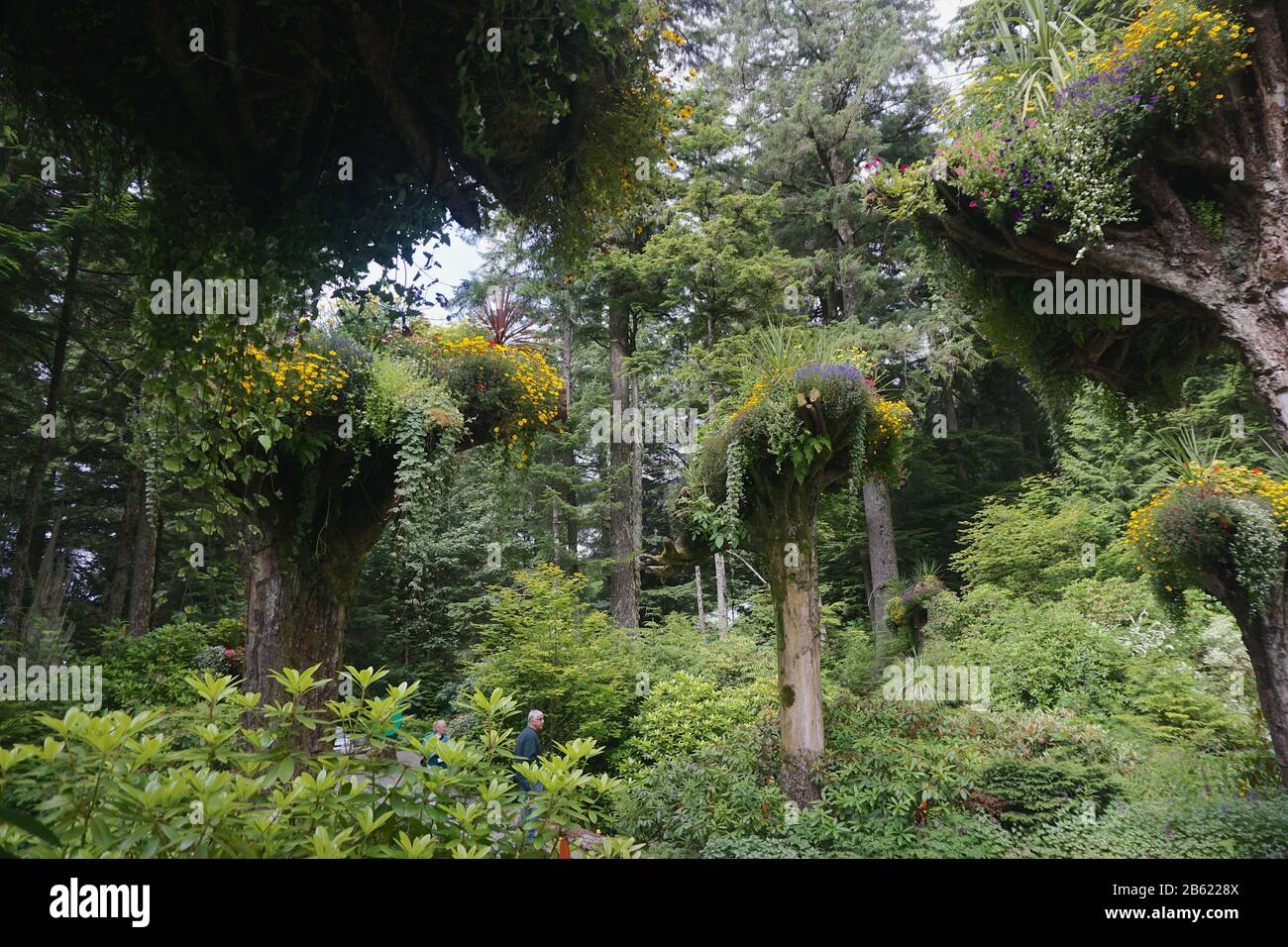 Juneau, Alaska: Glacier Gardens, a botanical garden in the Tongass ...