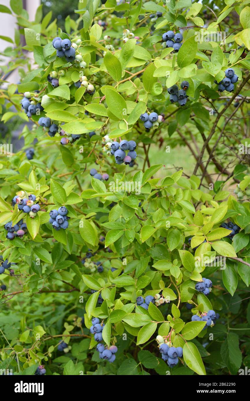 Highbush blueberry plant with fruits Stock Photo - Alamy