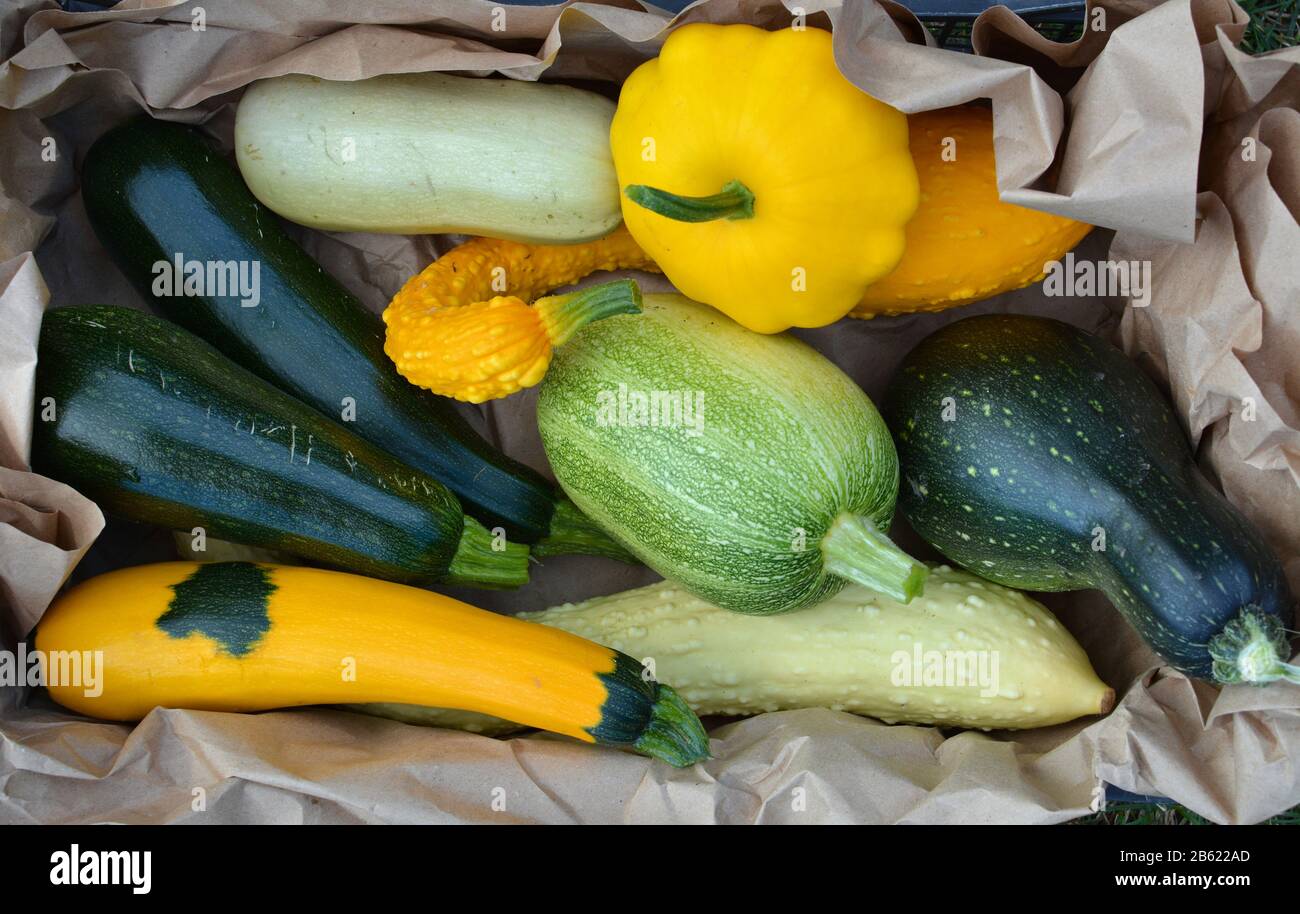 Different shapes of squash hi-res stock photography and images - Alamy