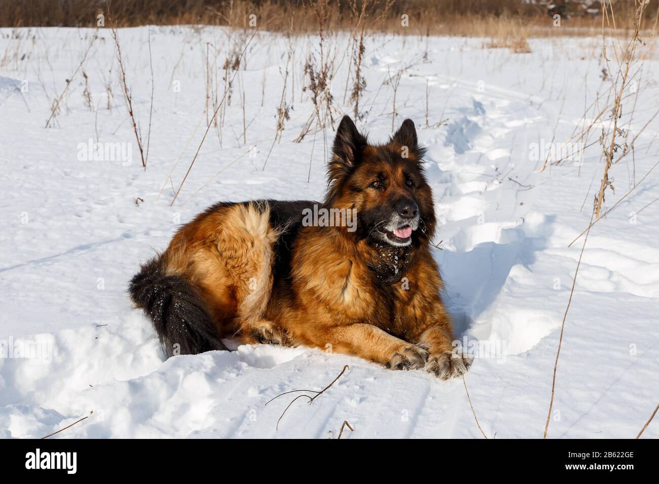 German Shepherd In Snow High Resolution Stock Photography and Images ...