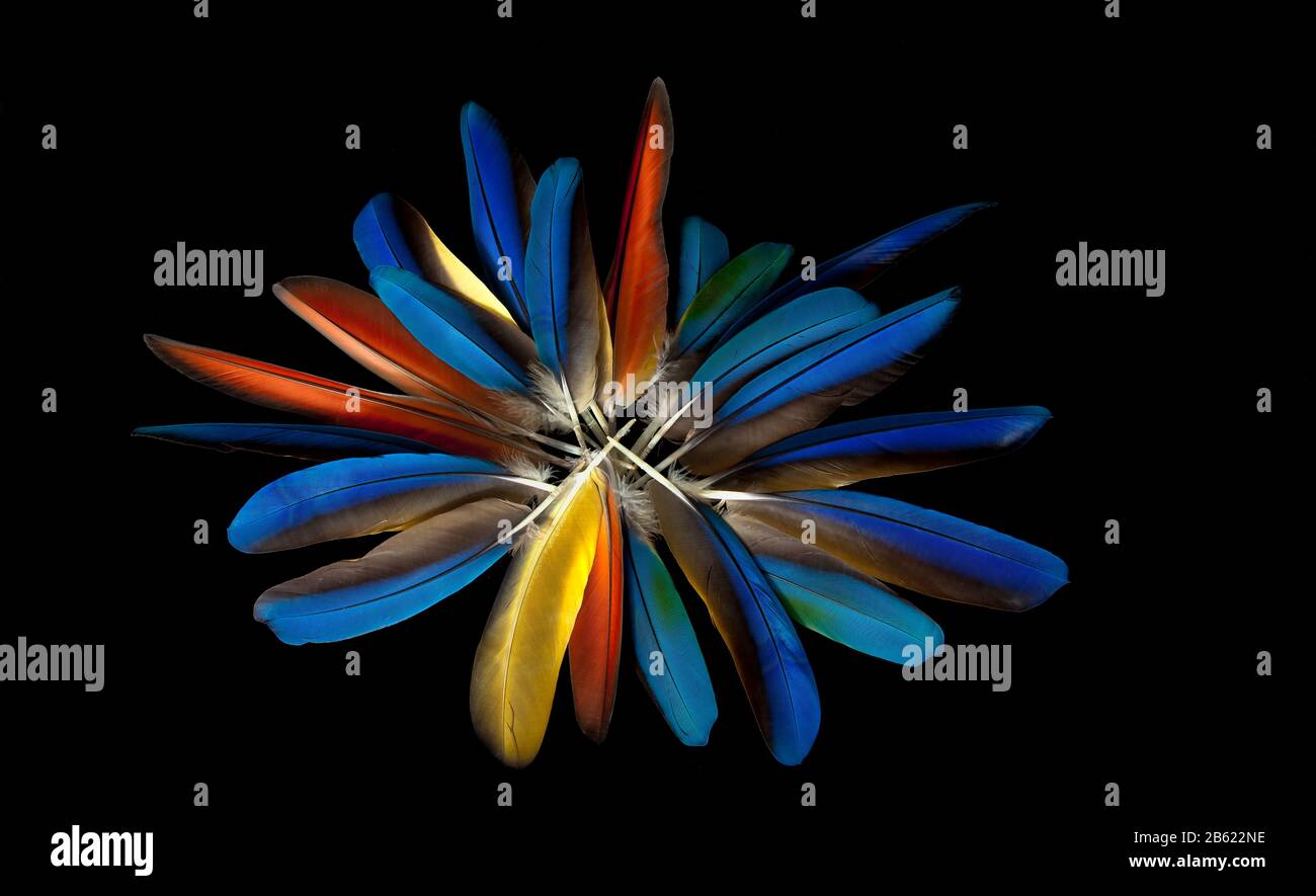 Macaw molting feathers. Isolated on black. The beauty of Nature Stock ...