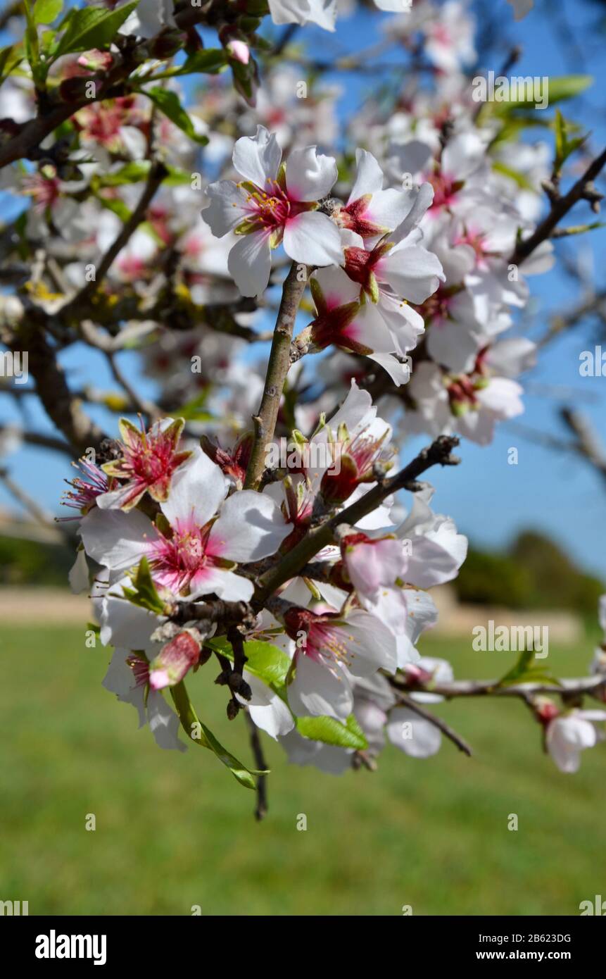 Spain blossom trees hi-res stock photography and images - Alamy