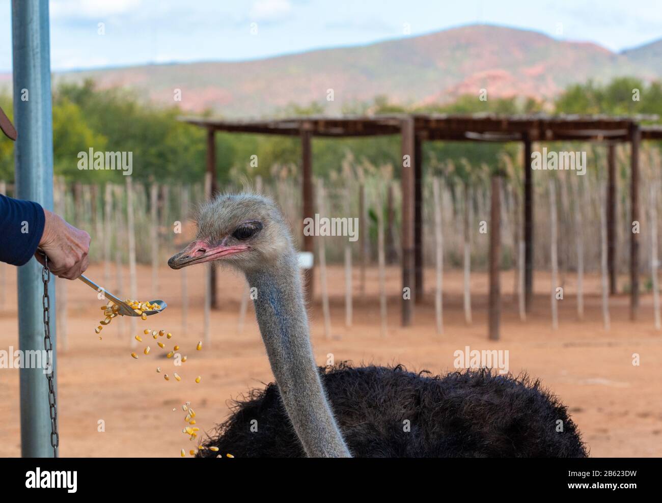 Visitor hand feeding corn to an ostrich at the Safari Ostrich Farm on ...