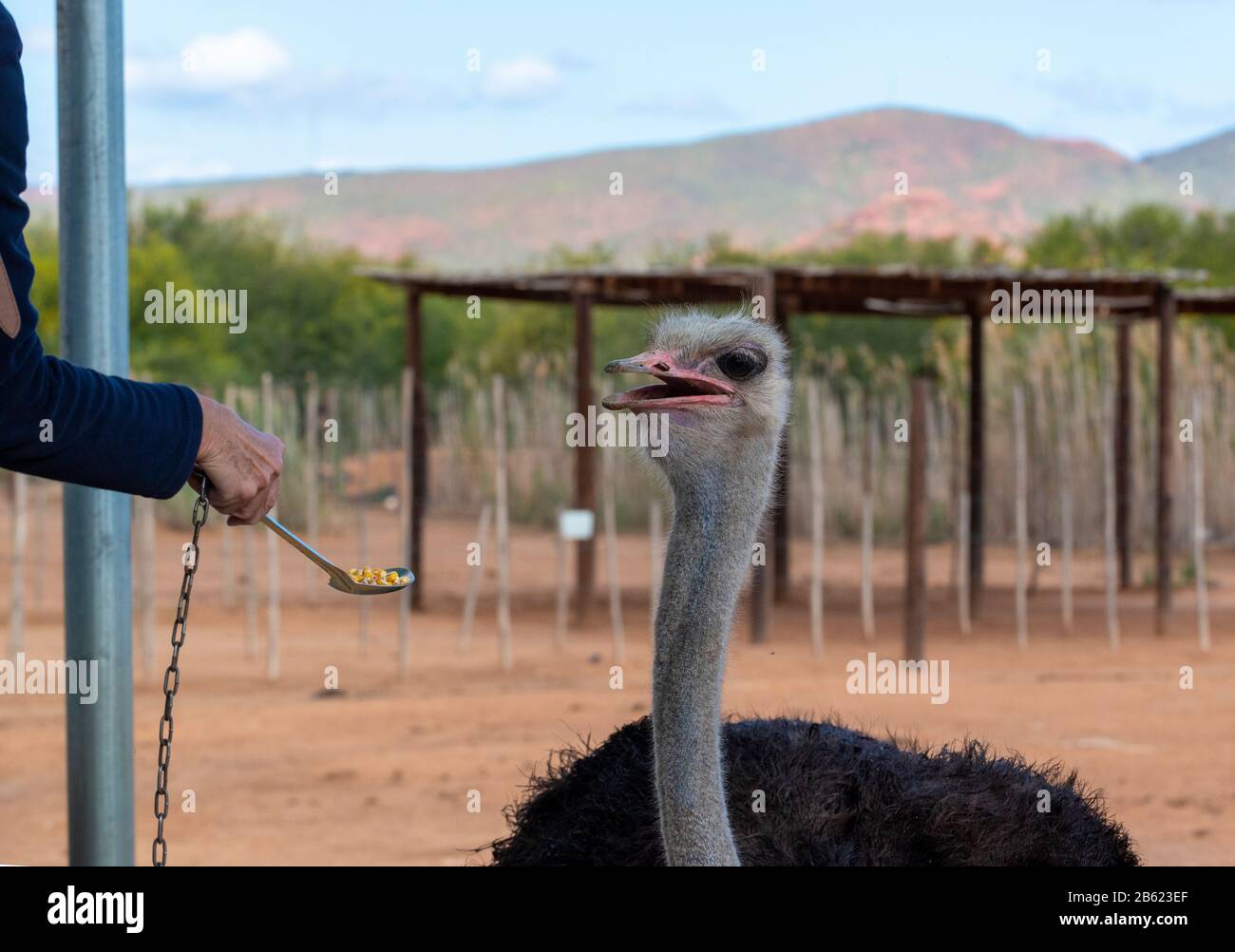 Visitor hand feeding corn to an ostrich at the Safari Ostrich Farm on ...
