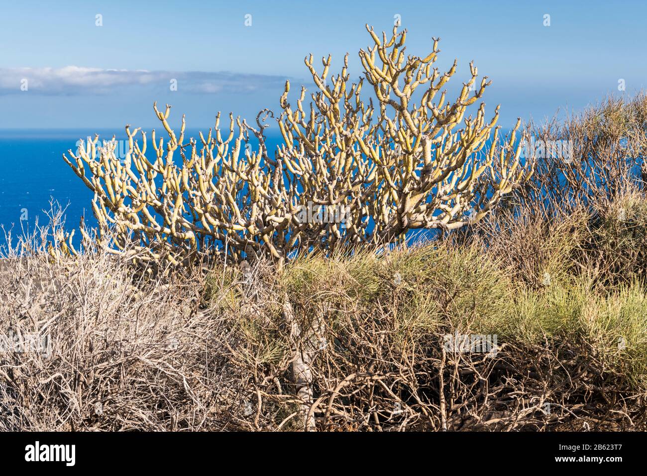 Arid flora hi-res stock photography and images - Alamy