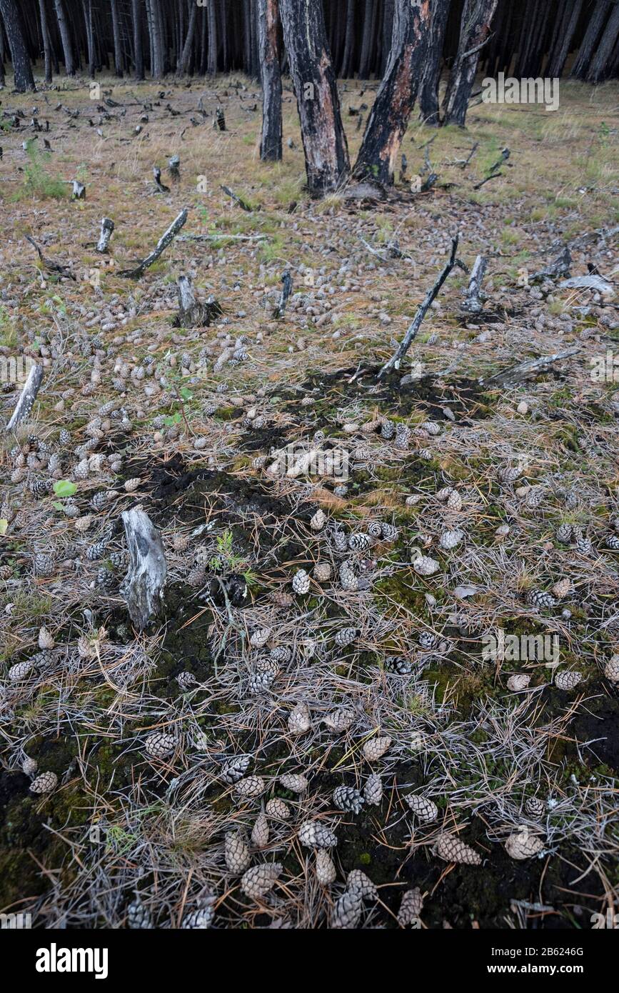 Forest woodland floor hi-res stock photography and images - Alamy