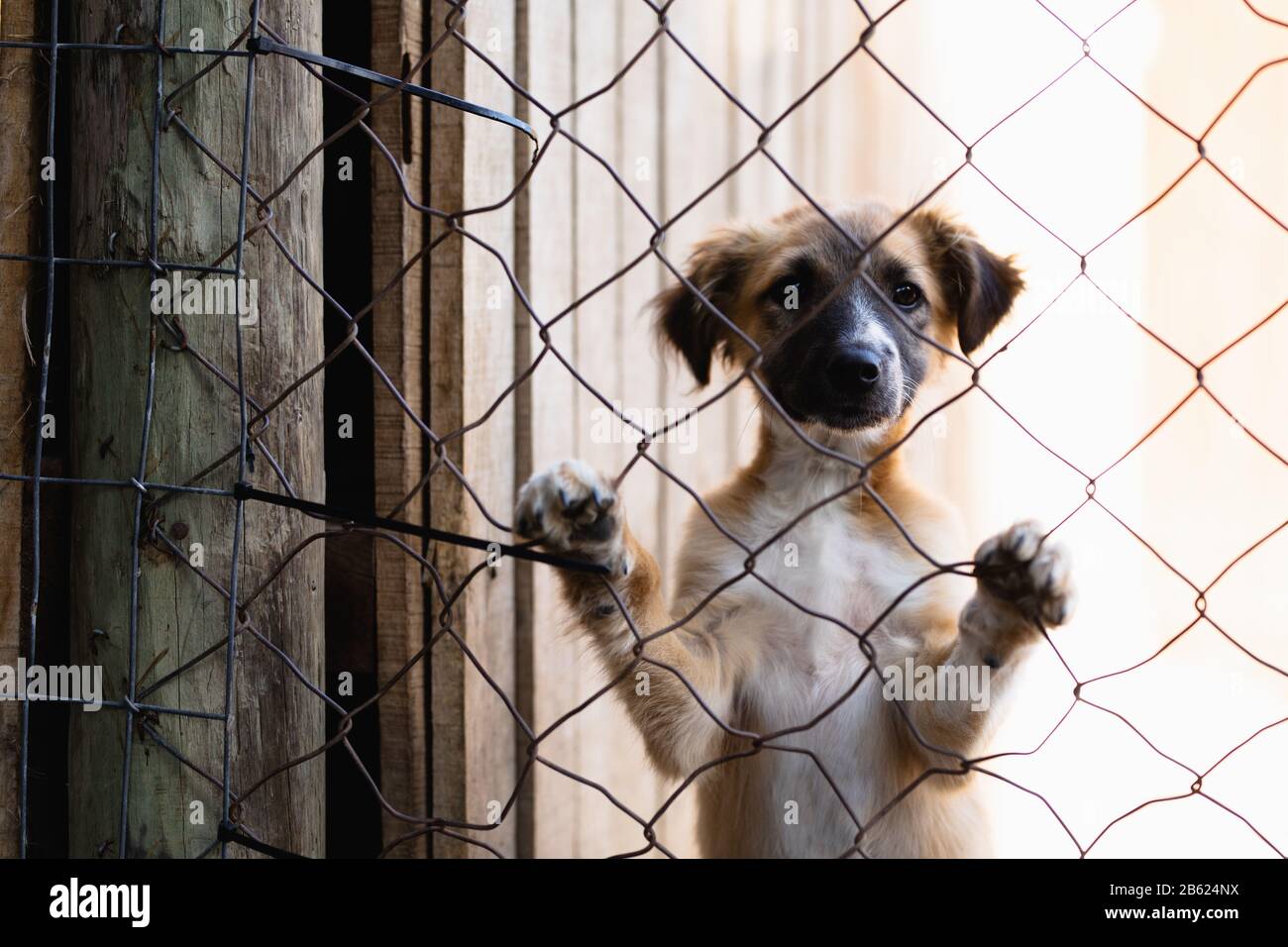 Dog looking behind hi-res stock photography and images - Alamy