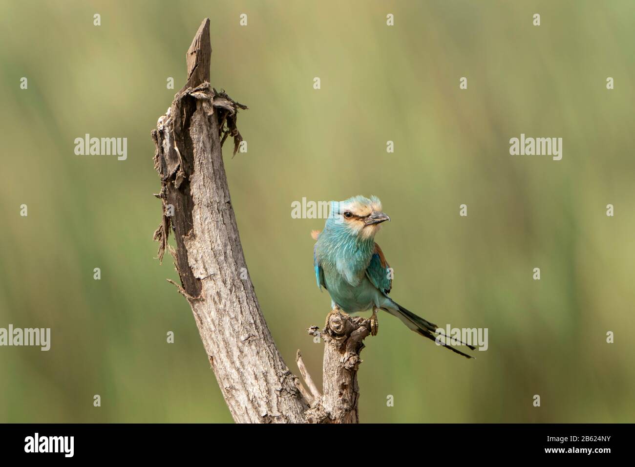 Dragonfly larvae food hi-res stock photography and images - Alamy