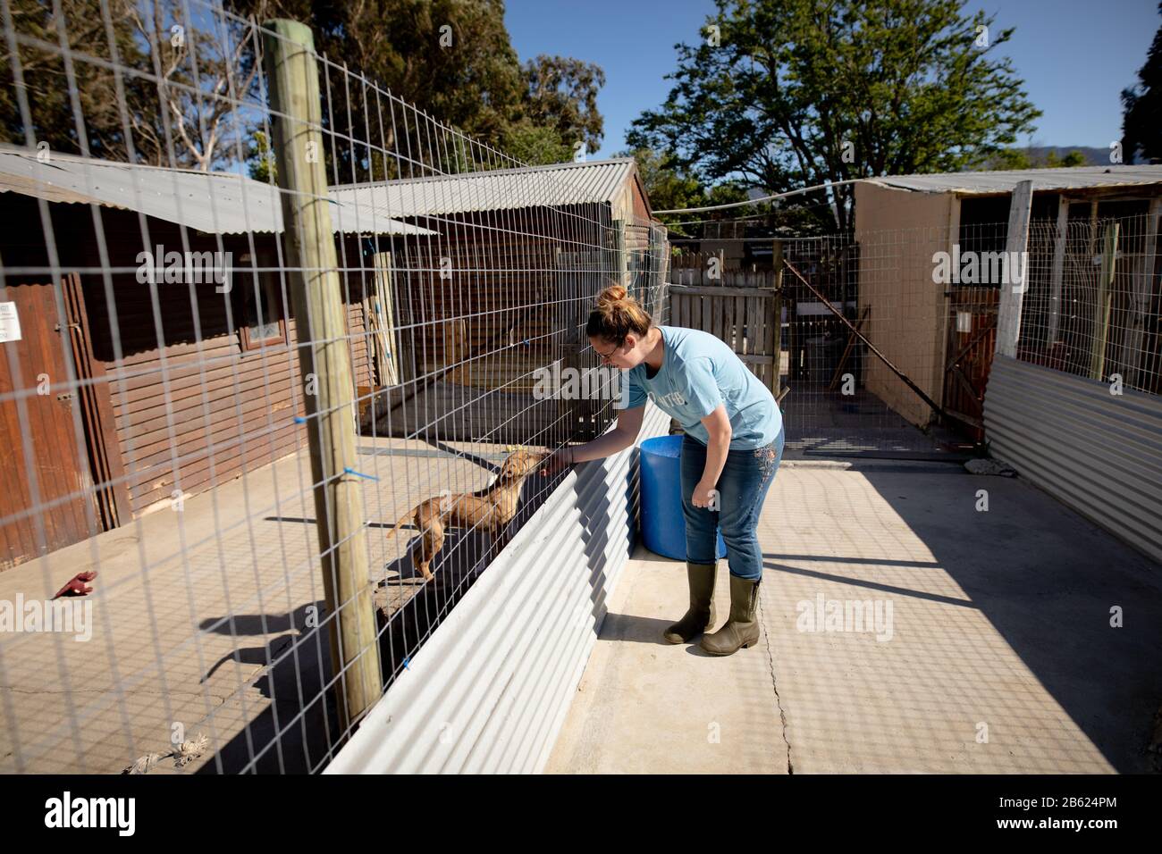 Homeless woman dog hi-res stock photography and images - Alamy