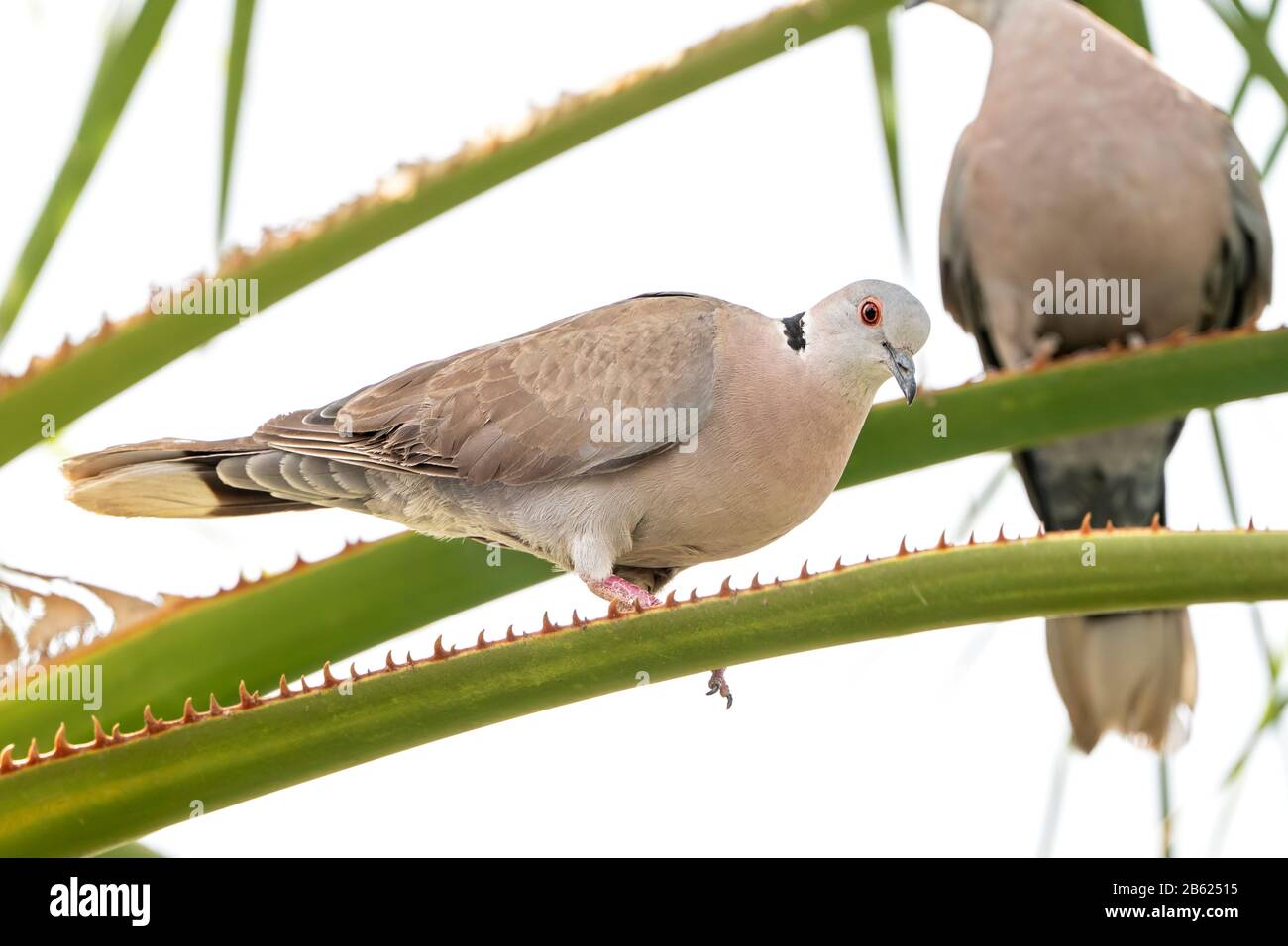 African mourning dove or mourning collared dove, Streptopelia decipiens ...