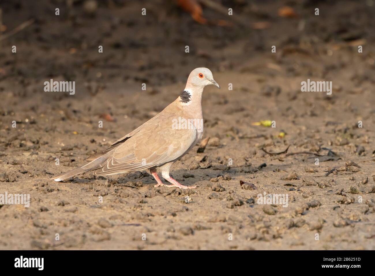 African mourning dove, or mourning collared dove, Streptopelia ...