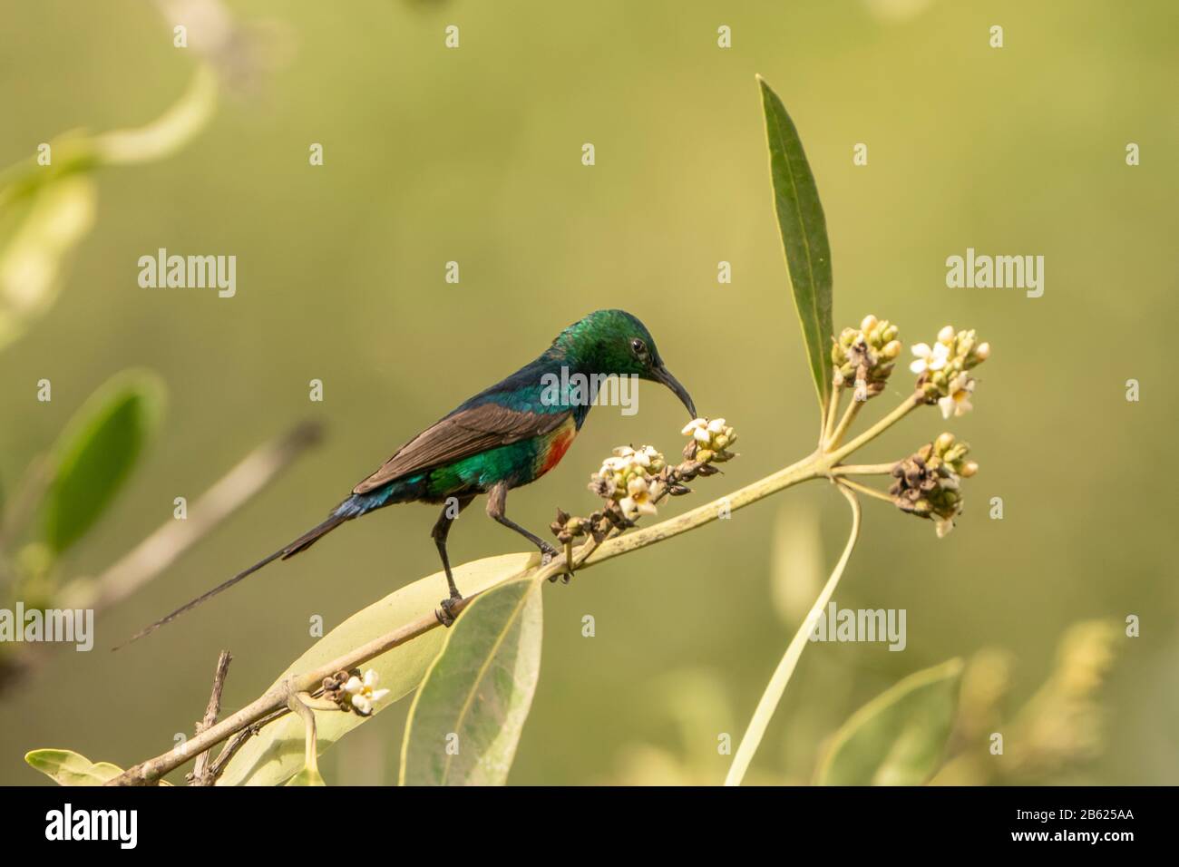 beautiful sunbird, Cinnyris pulchellus, adult male feeding on flower ...