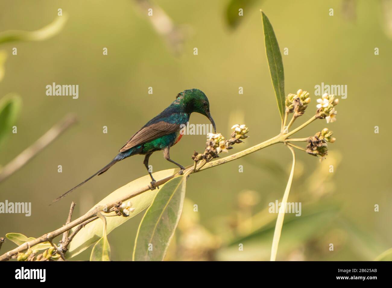 Sunbird pollination hi-res stock photography and images - Alamy