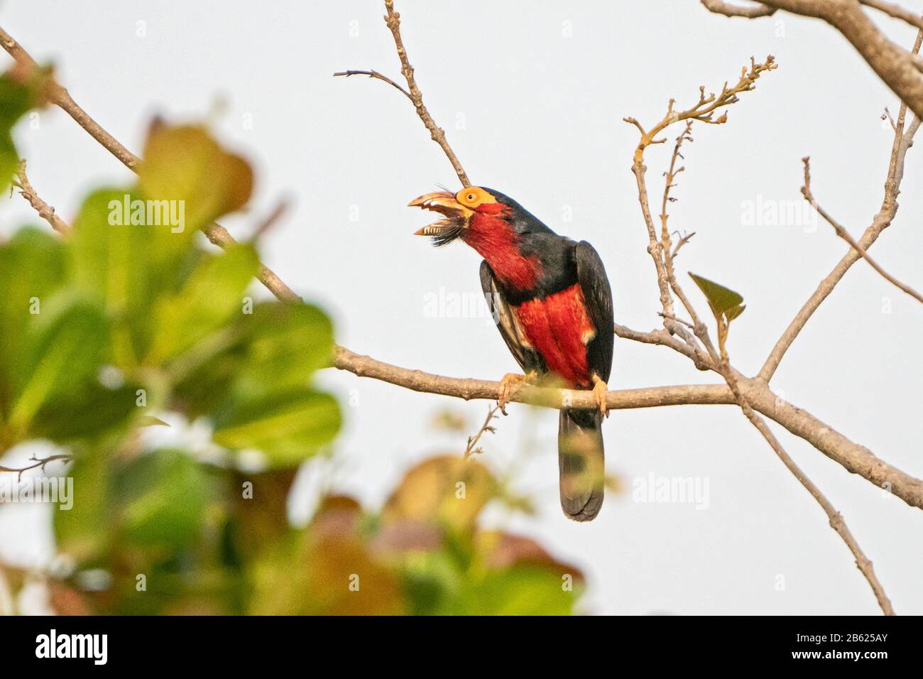Bearded barbet lybius dubius adult hi-res stock photography and images ...