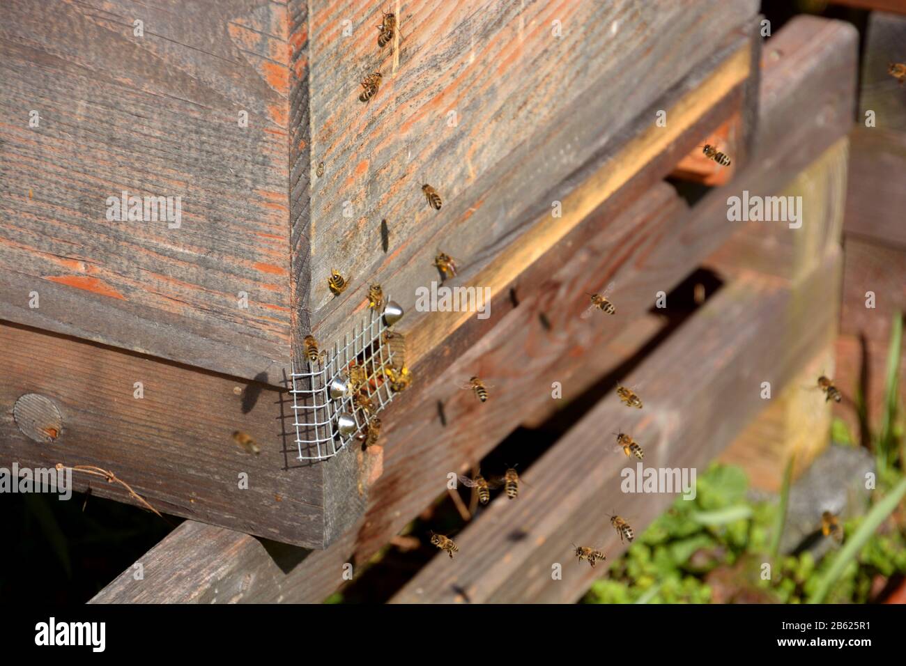 flock of bees flying to the beehive, bee home with bees Stock Photo - Alamy