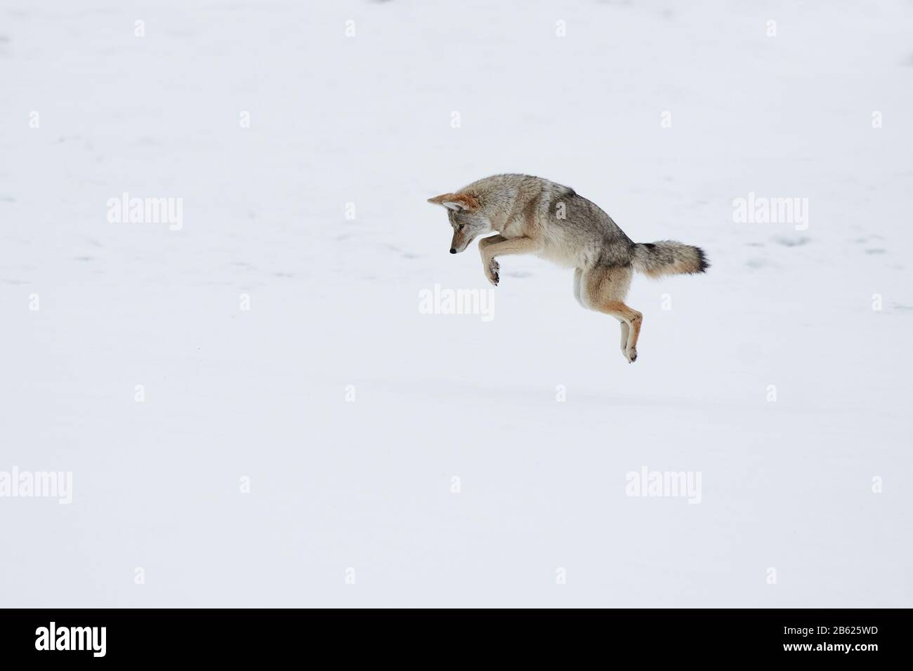 Coyote Jumping High Resolution Stock Photography and Images - Alamy