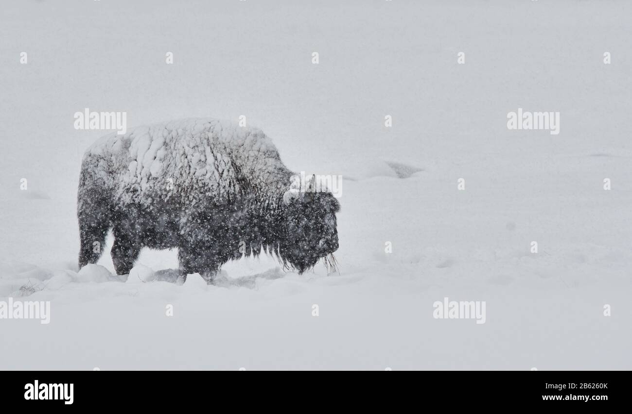 Buffalo blizzard hi-res stock photography and images - Alamy
