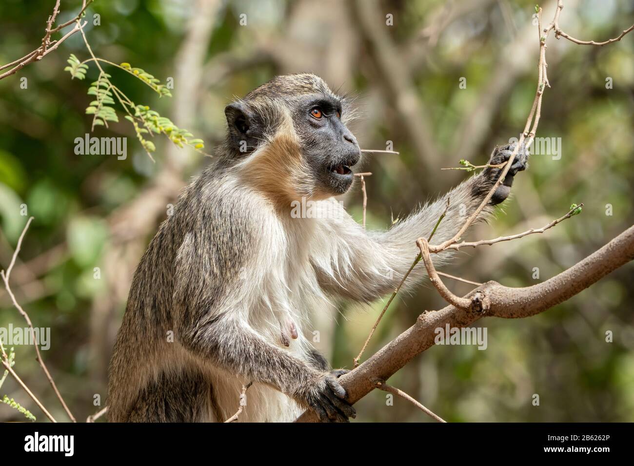 Green Monkey High Resolution Stock Photography and Images - Alamy