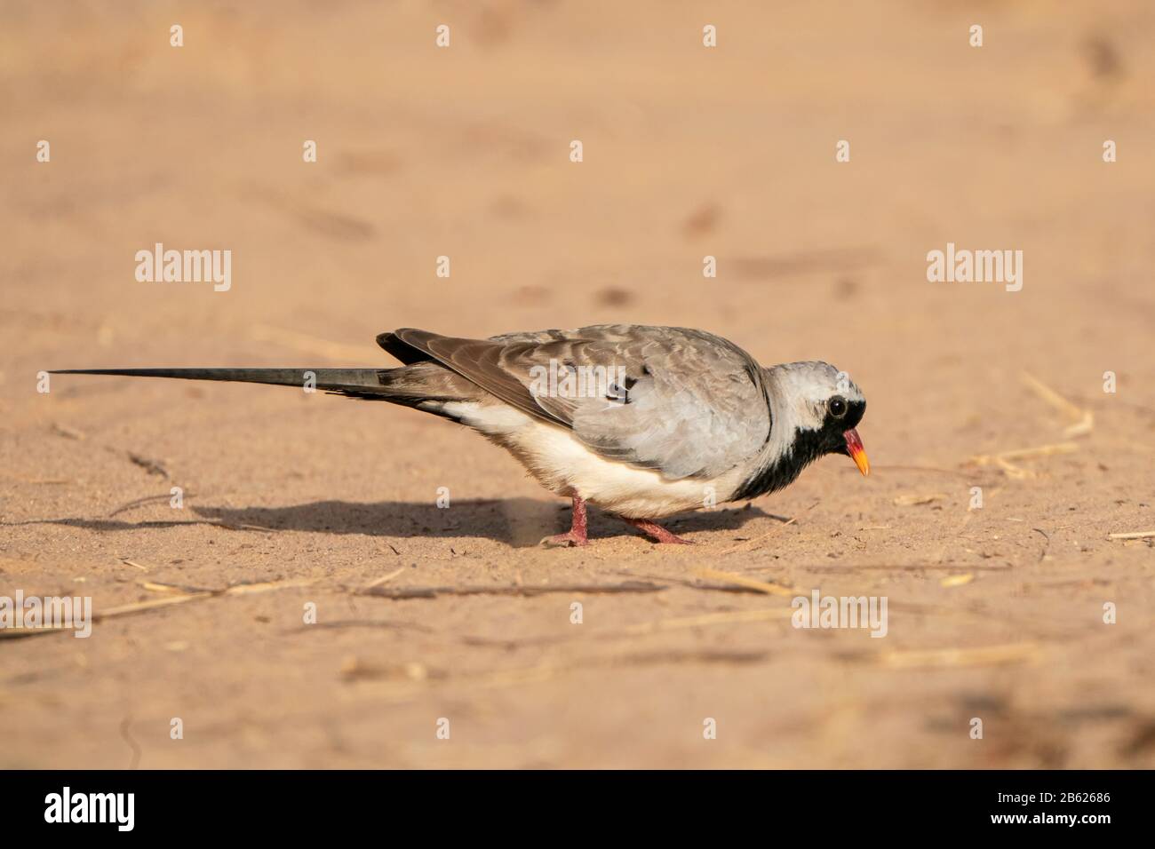 Oena capensis capensis hi-res stock photography and images - Alamy
