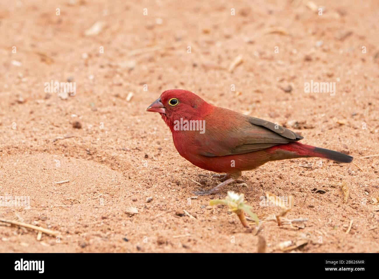 Red billed firefinches hi-res stock photography and images - Alamy