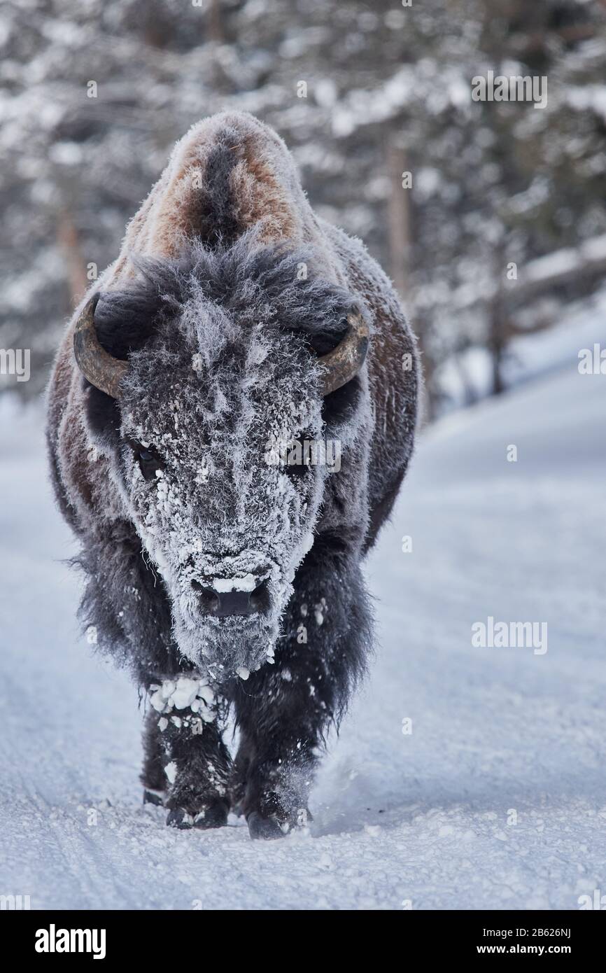American bison bison bison sitting hi-res stock photography and images ...