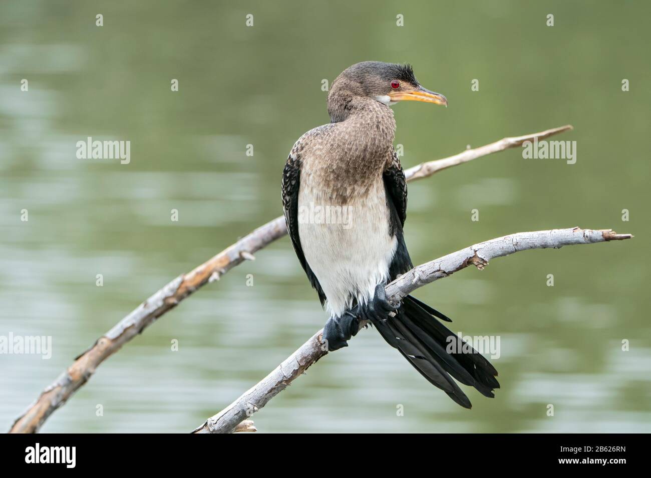 reed cormorant or long-tailed cormorant, Microcarbo africanus, perched ...