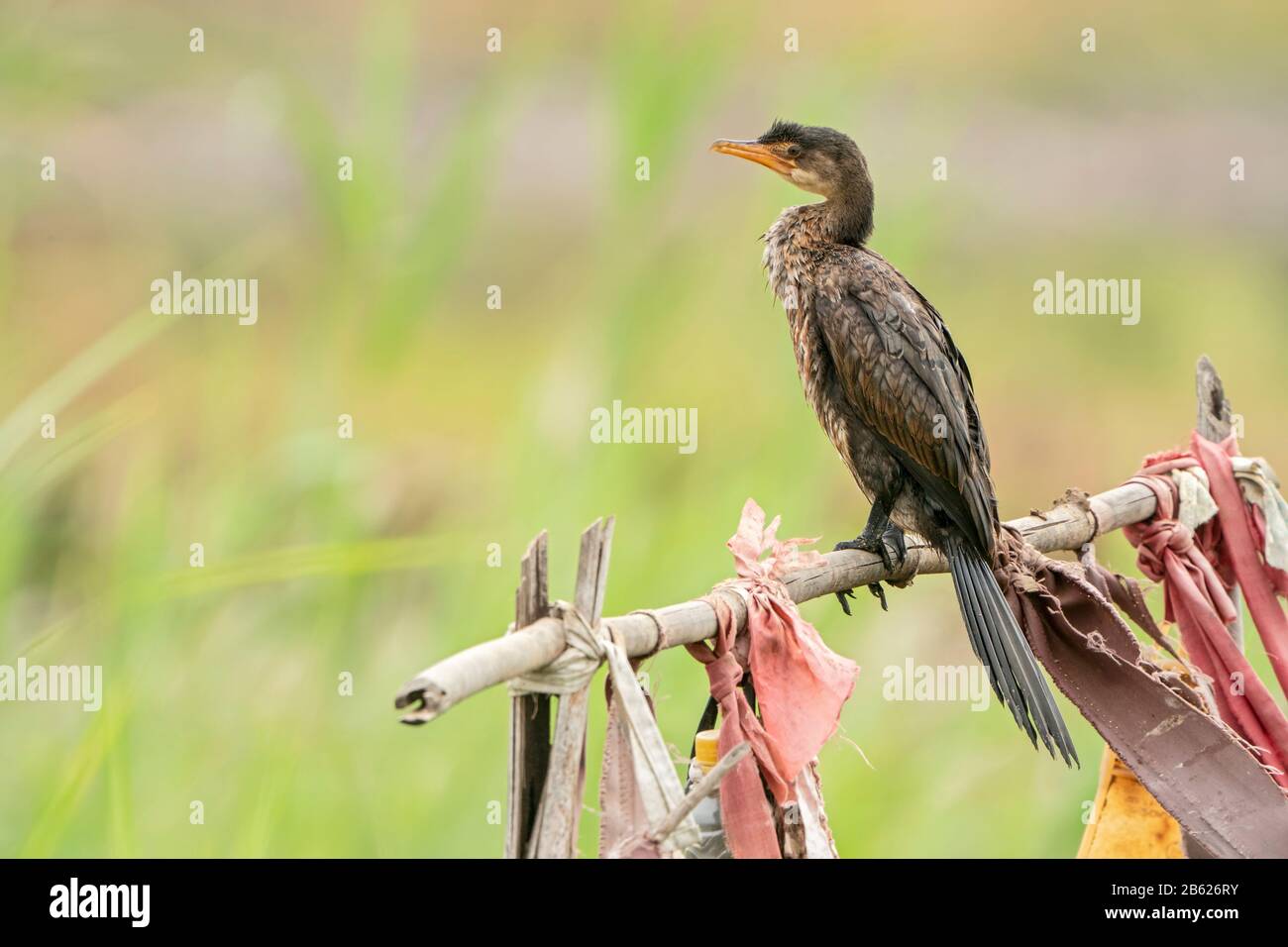 reed cormorant or long-tailed cormorant, Microcarbo africanus, perched ...