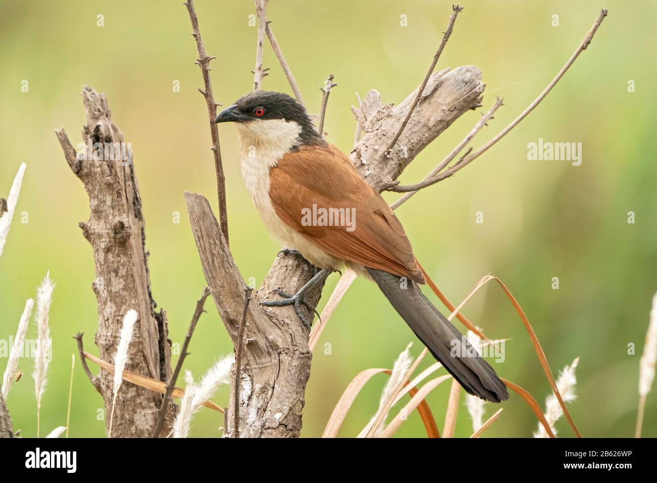 Centropus senegalensis hi-res stock photography and images - Alamy