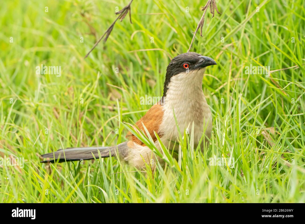 Centropus senegalensis hi-res stock photography and images - Alamy