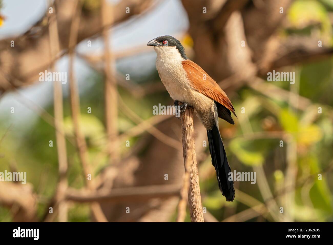 Centropus senegalensis hi-res stock photography and images - Alamy