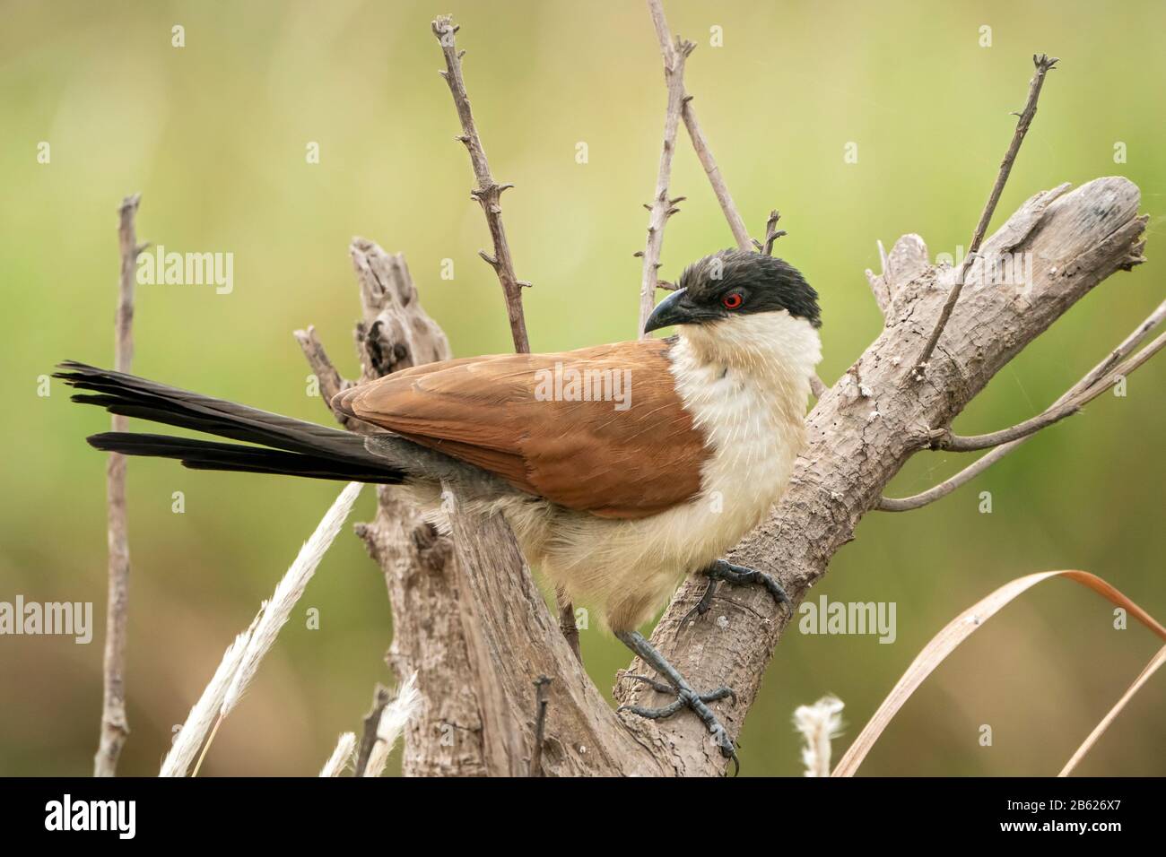 Centropus senegalensis hi-res stock photography and images - Alamy