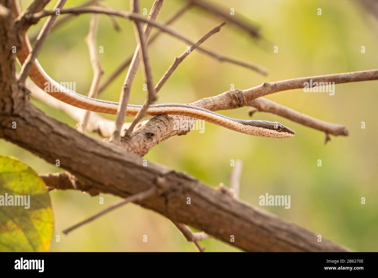 slender African beauty snake, Psammophis elegans, adult snake in ...