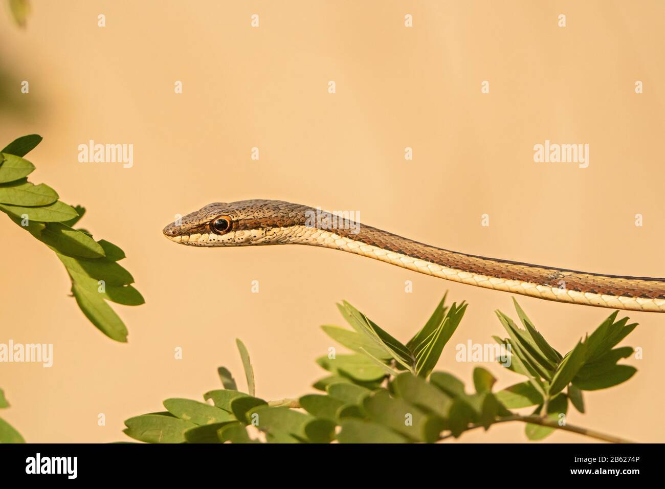 slender African beauty snake, Psammophis elegans, adult snake in ...