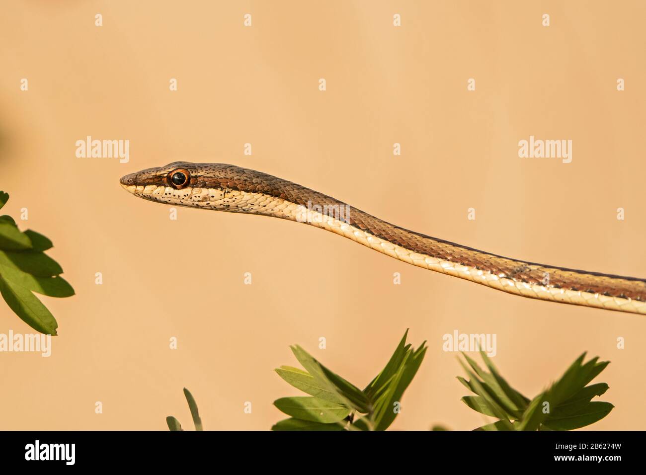 slender African beauty snake, Psammophis elegans, adult snake in ...